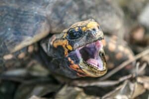 Why Do Tortoises Bite? (Humans, Each Other + Females)