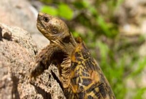 Do Tortoises Like To Climb? (Trees, Stairs, Fences + Ramps)