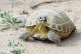 How To Heal A Cracked Tortoise Shell