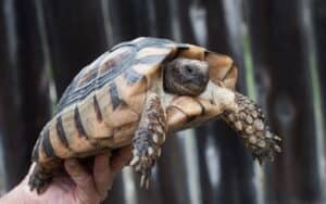 Do Tortoises' Nails Need Clipping?