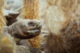 What Kind of Cactus Can Tortoises Eat?