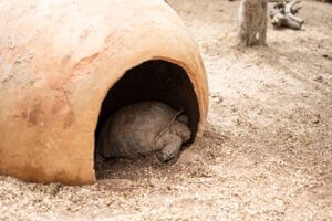 Why Does My Tortoise Sleep with Its Head Out?