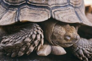 Why Does My Tortoise Sleep with Its Head Out?