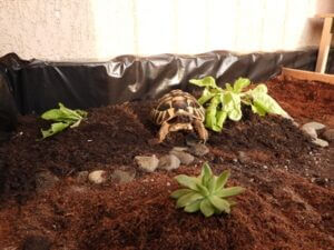 Why Does My Tortoise Keep Scratching The Wall?